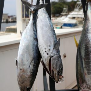 Fish Stinks from the Head Down – Gail Minogue